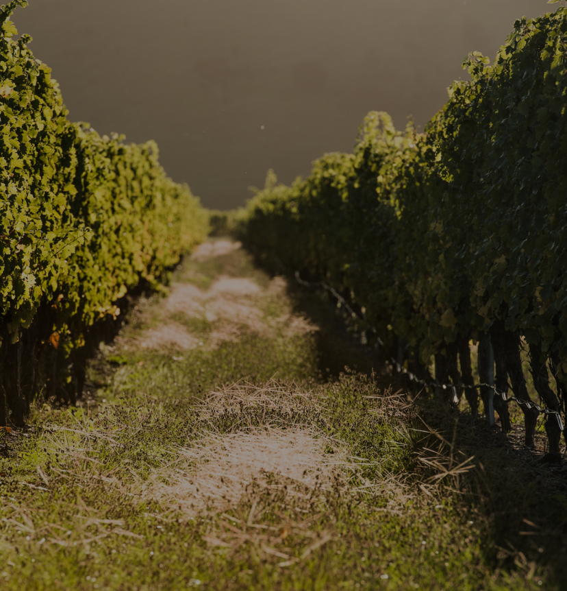 Contact Pask Winery | Bookings & Enquiries